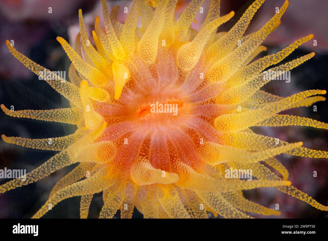 Coral mouth not fish hi-res stock photography and images - Alamy