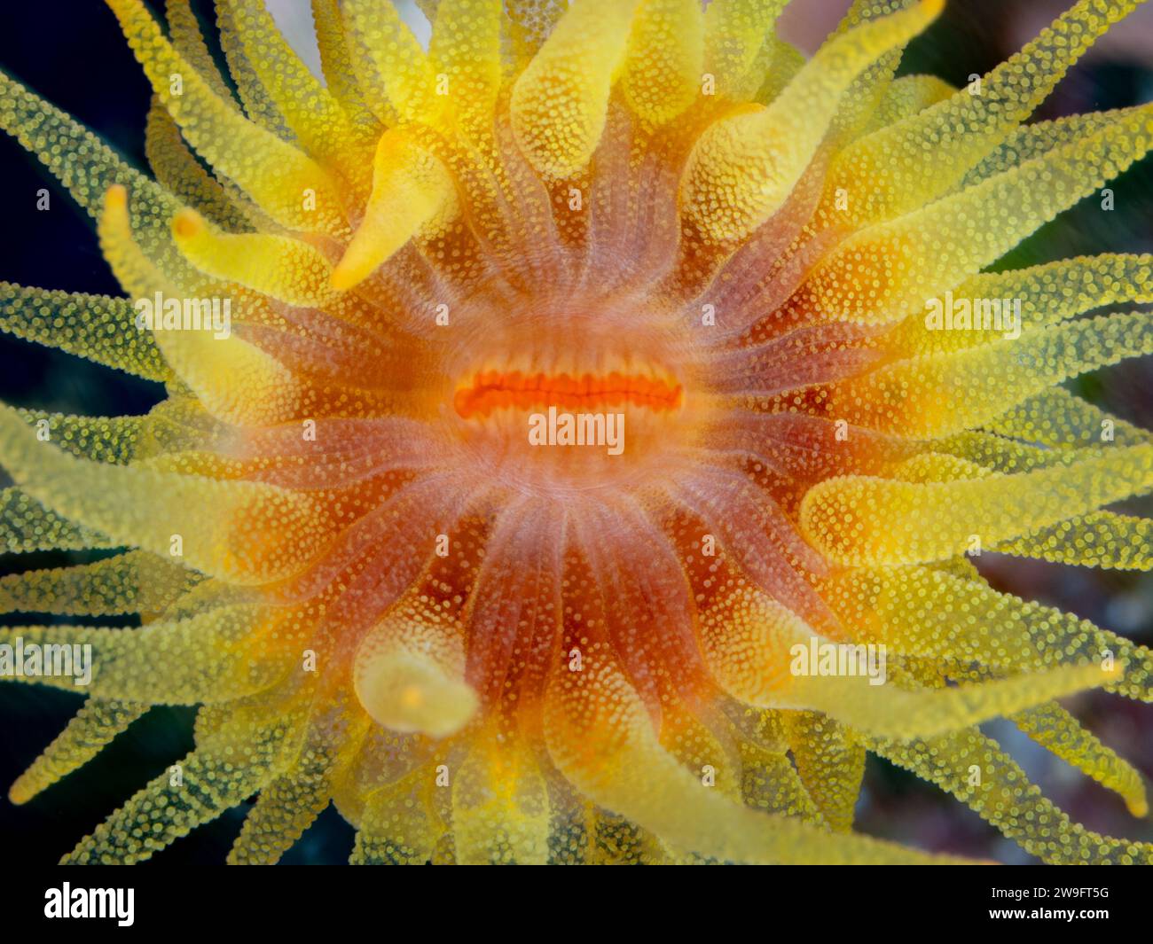 An orange cup coral polyp, Tubastrea coccinea, uses its long tentacles ...