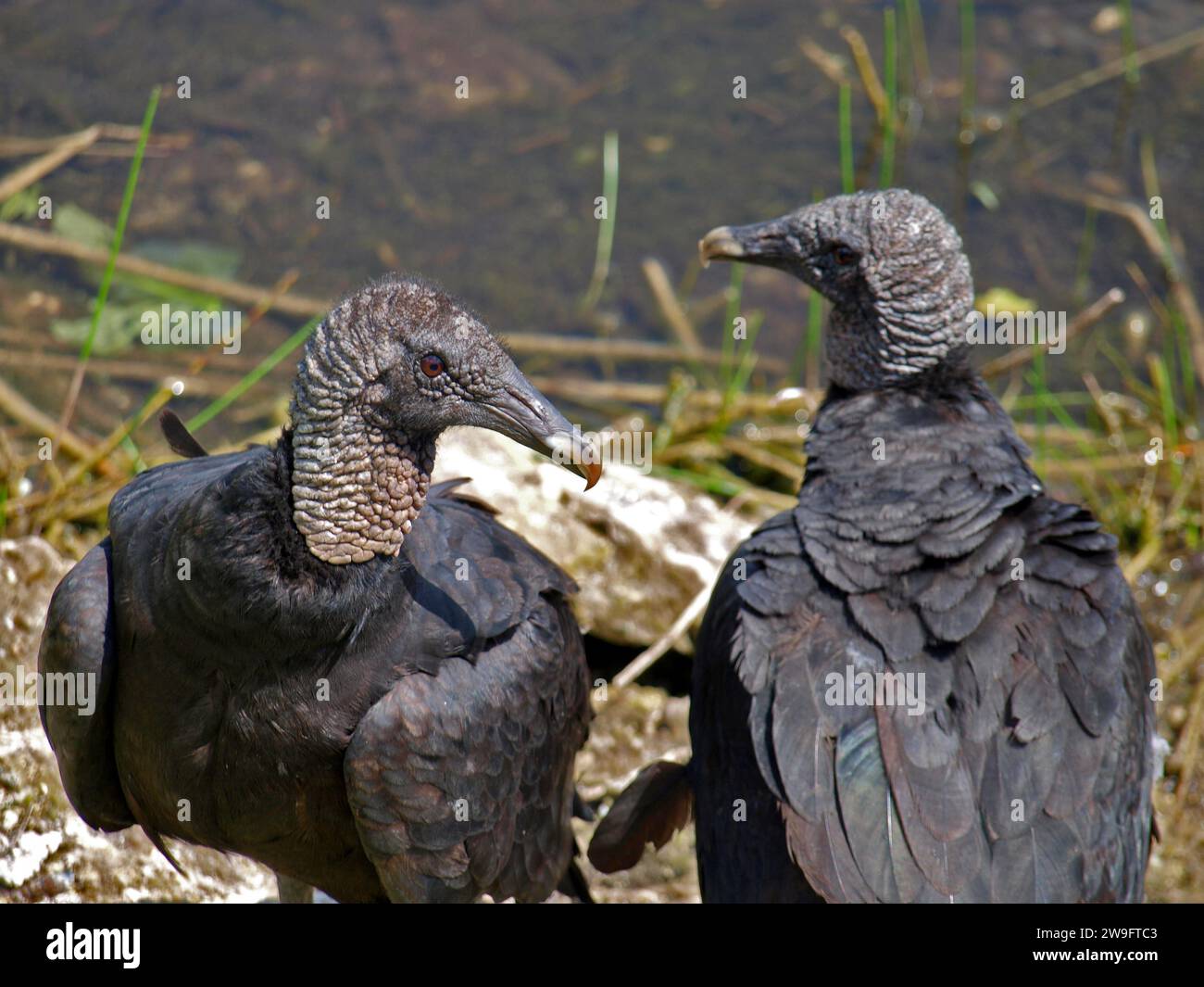 American vultures hi-res stock photography and images - Alamy