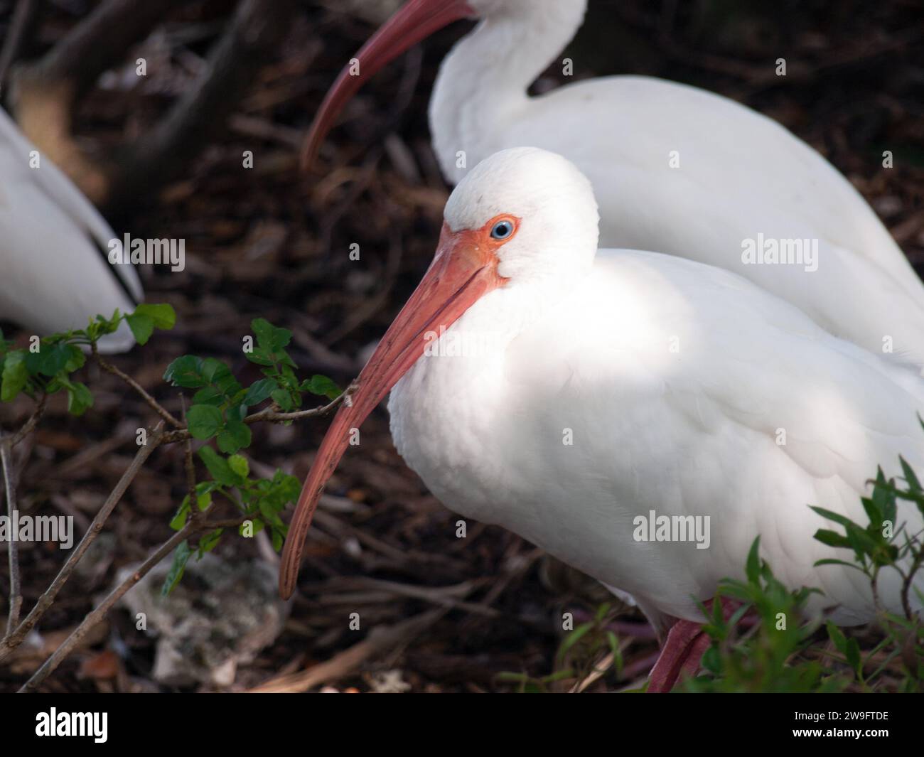 Adult white Ibis (Eudocimus albus) resting with its flock under trees ...