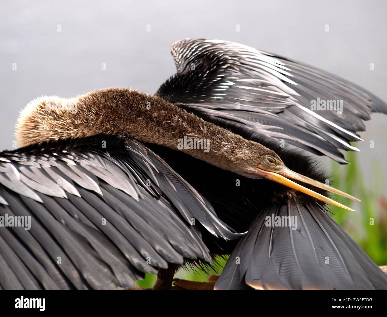 Anhinga bird (also known as snake bird or darter) stretching its long ...
