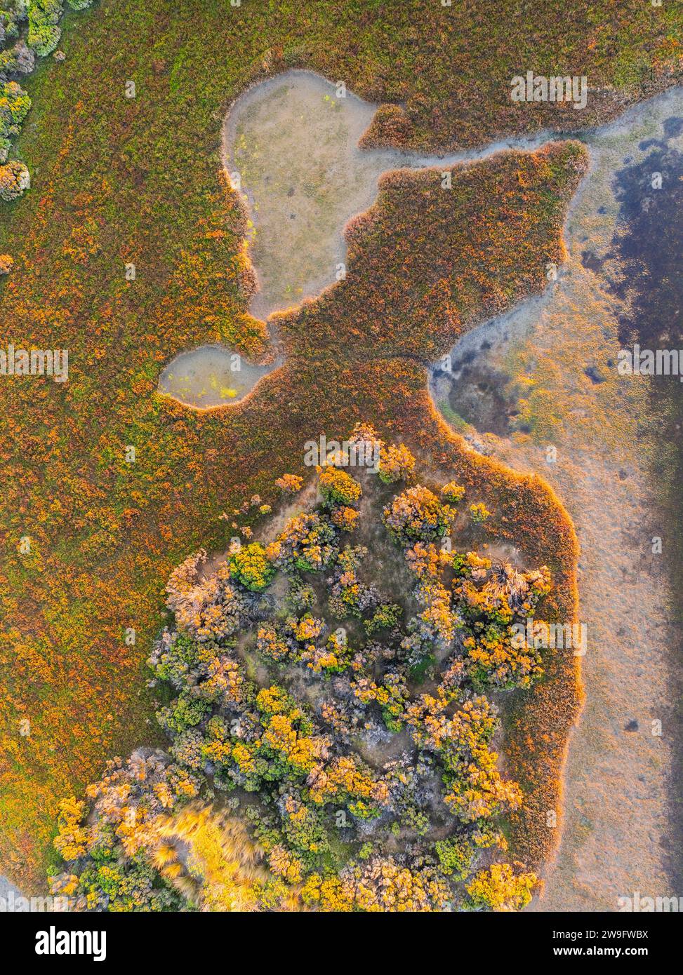 Aerial view of patterns in vegetation of marshy wetlands on Swan Island ...