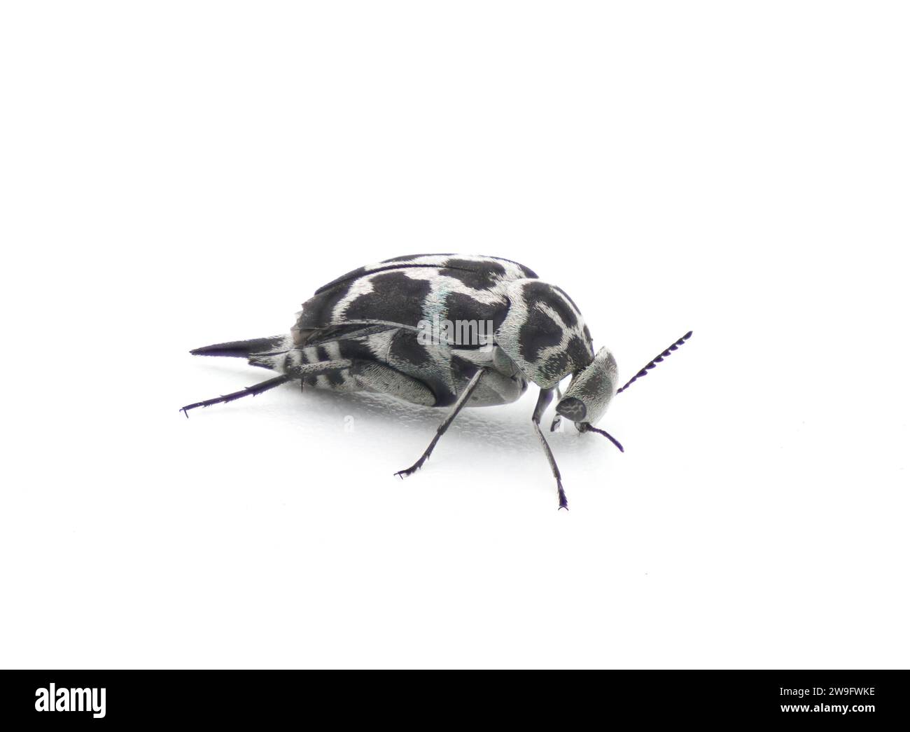 Hoshihananomia octopunctata - eight spotted flower tumbling beetle ...