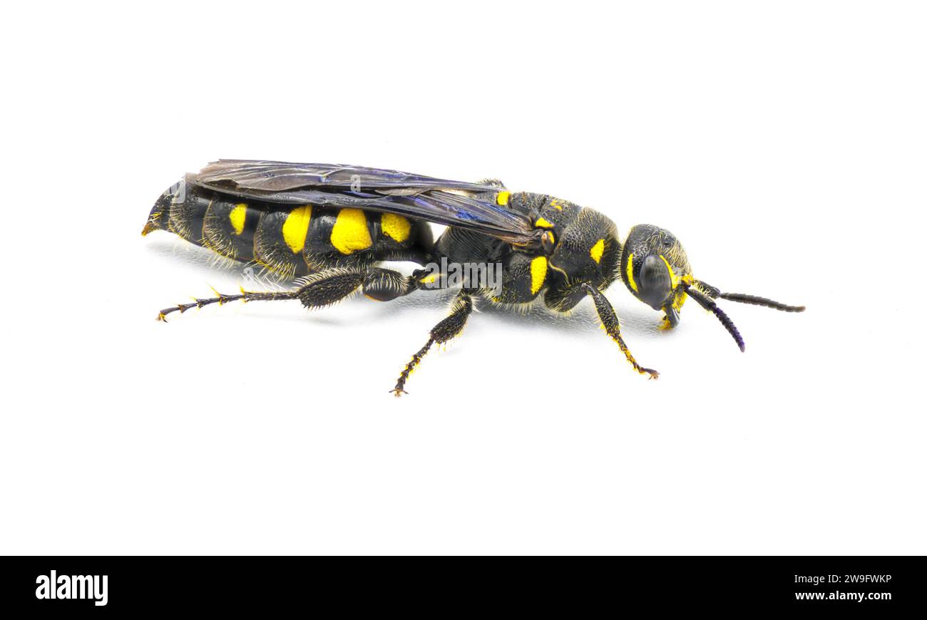 Myzinum obscurum is a species of wasp in the family Thynnidae. Female ...