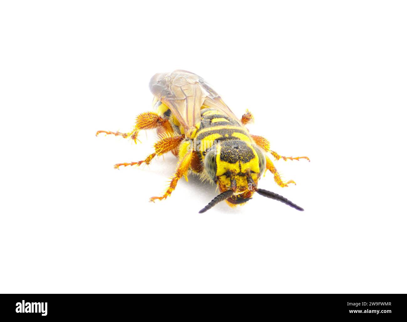 Large black and yellow wasp - Myzinum maculatum - female in great ...