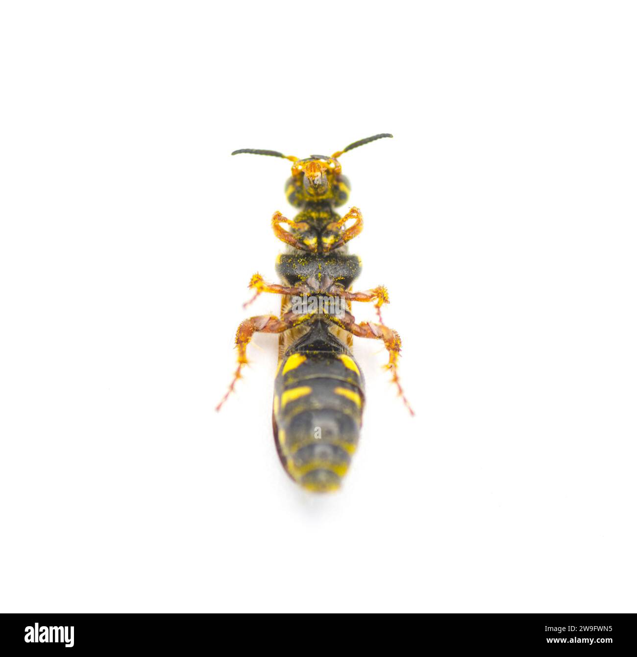 Large black and yellow wasp - Myzinum maculatum - female in great ...