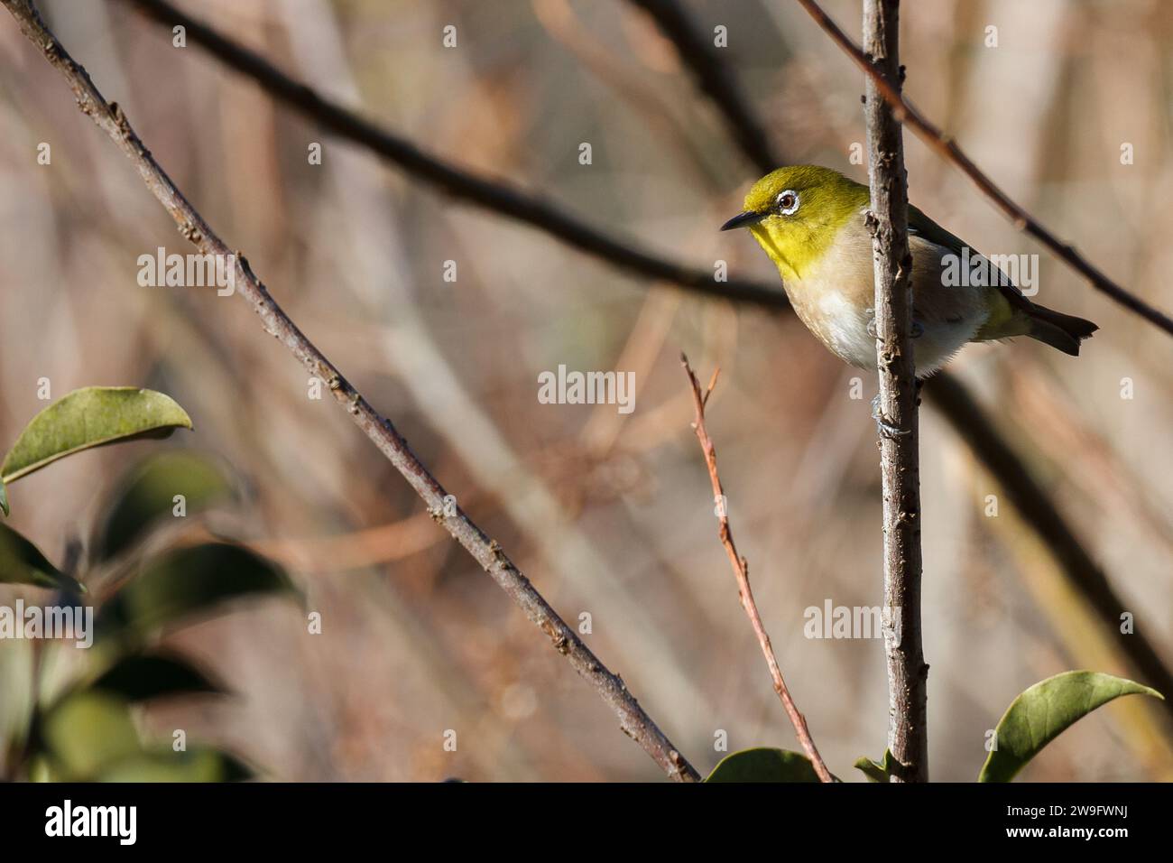 Japanese or mountain white-eye bird (Zosterops japonicus) perched on ...