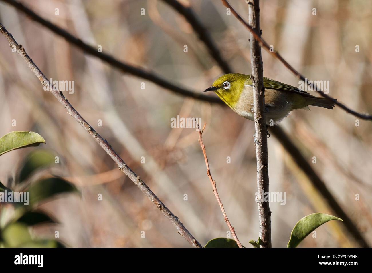 Japanese or mountain white-eye bird (Zosterops japonicus) perched on ...