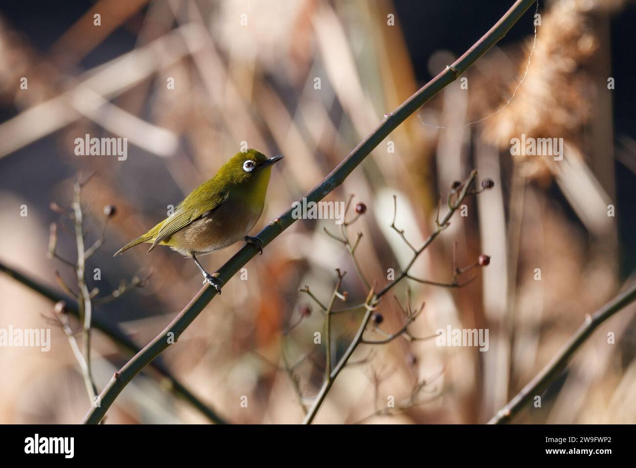 Japanese or mountain white-eye bird (Zosterops japonicus) perched on ...