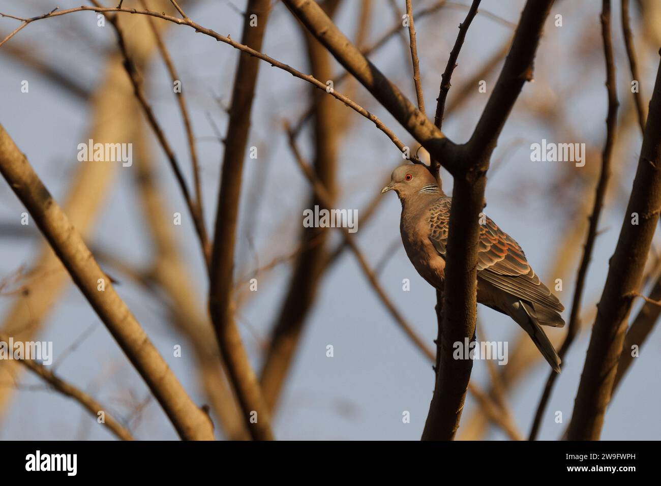 Japanese doves hi-res stock photography and images - Alamy