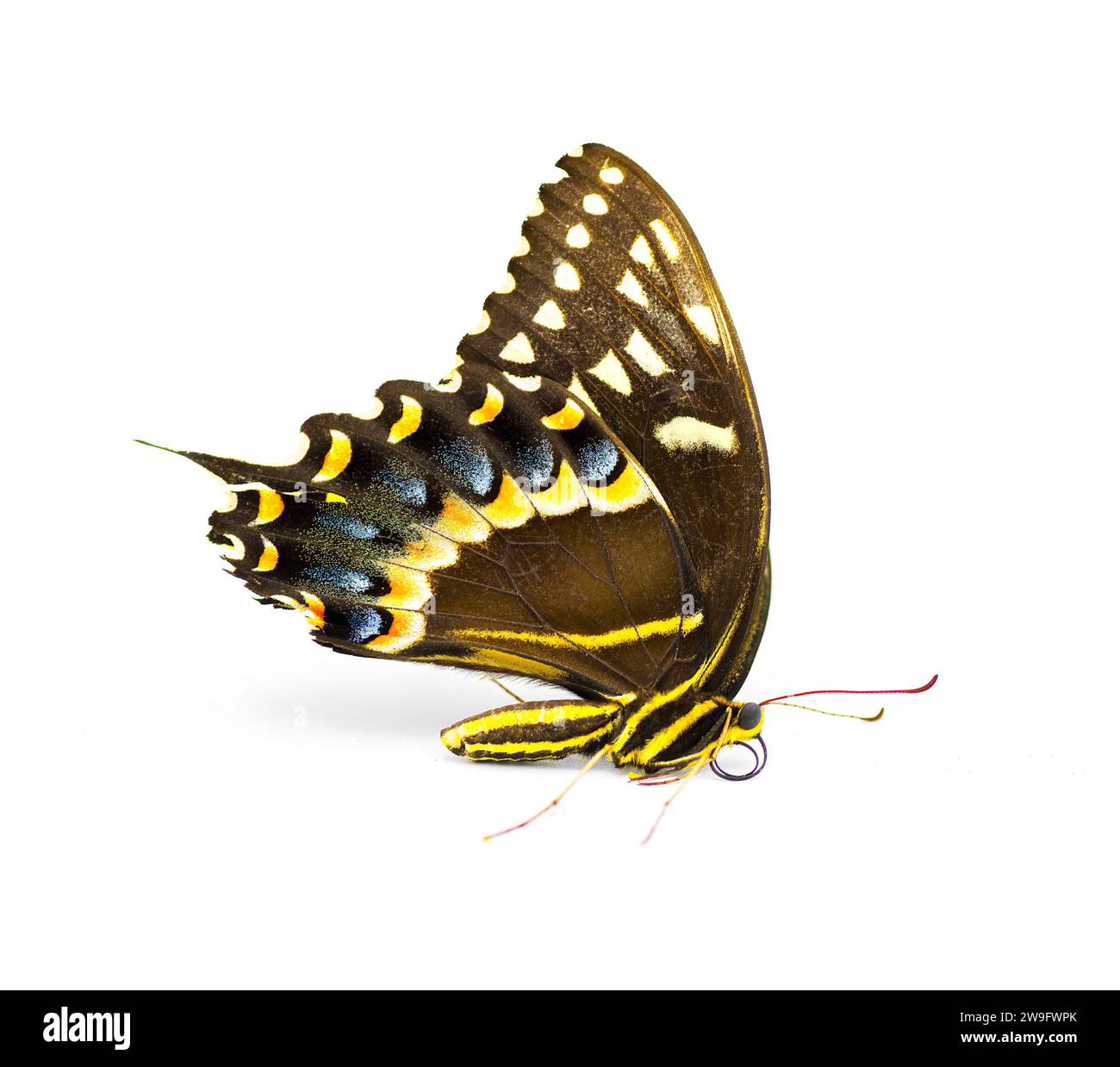Palamedes swallowtail, laurel swallowtail butterfly - Papilio palamedes ...
