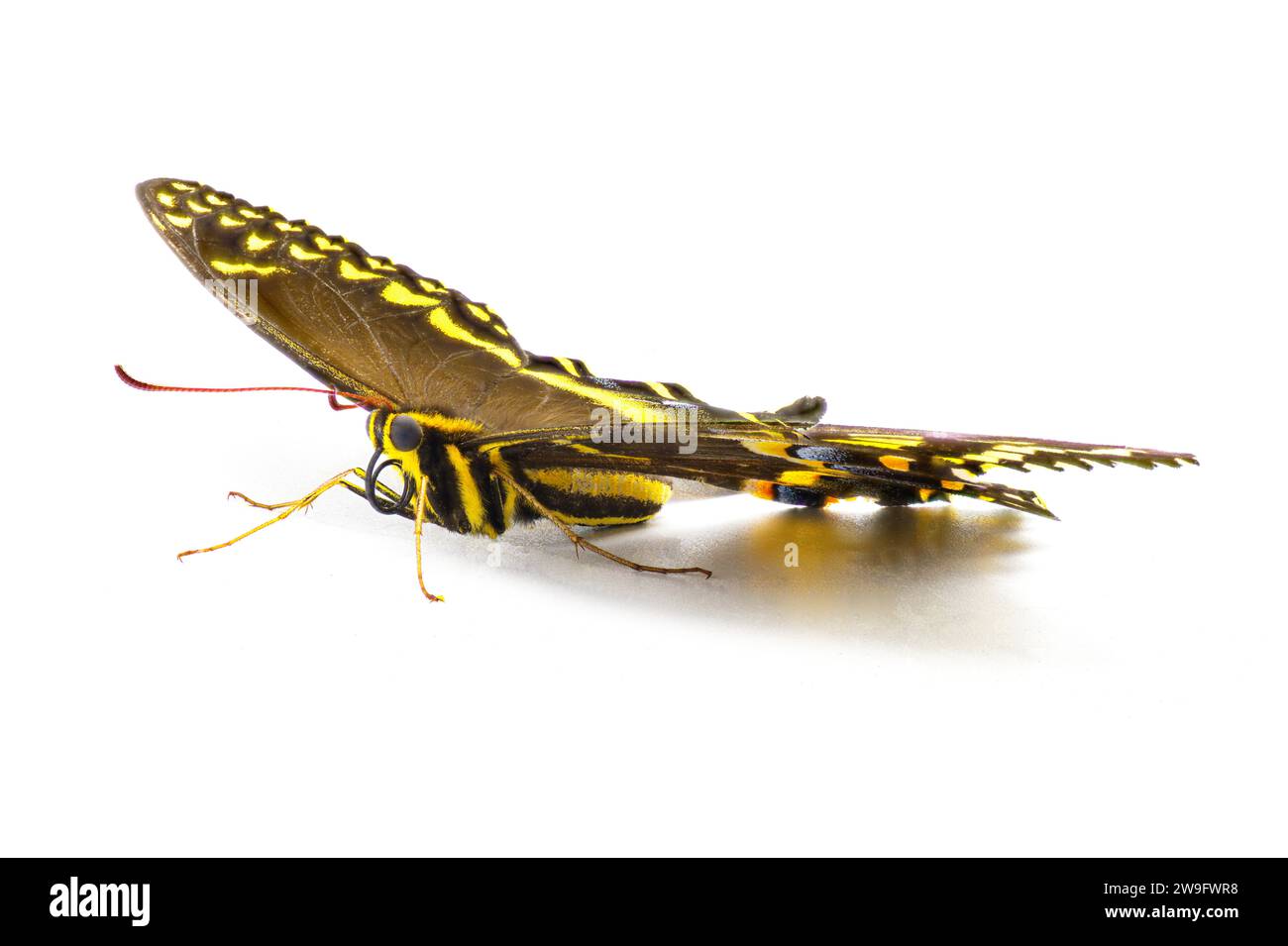 Palamedes swallowtail, laurel swallowtail butterfly - Papilio palamedes ...