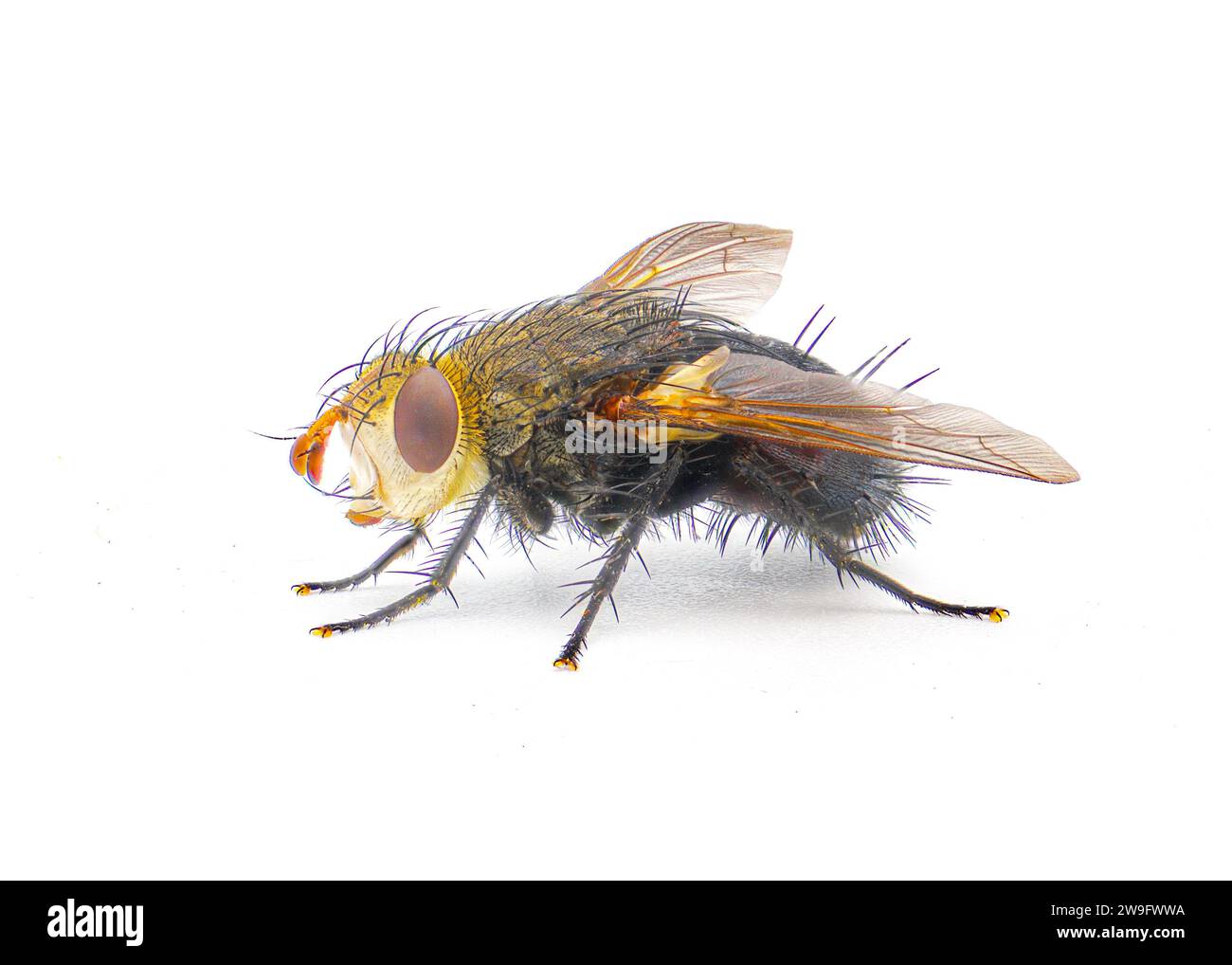 Nemochaeta hi-res stock photography and images - Alamy