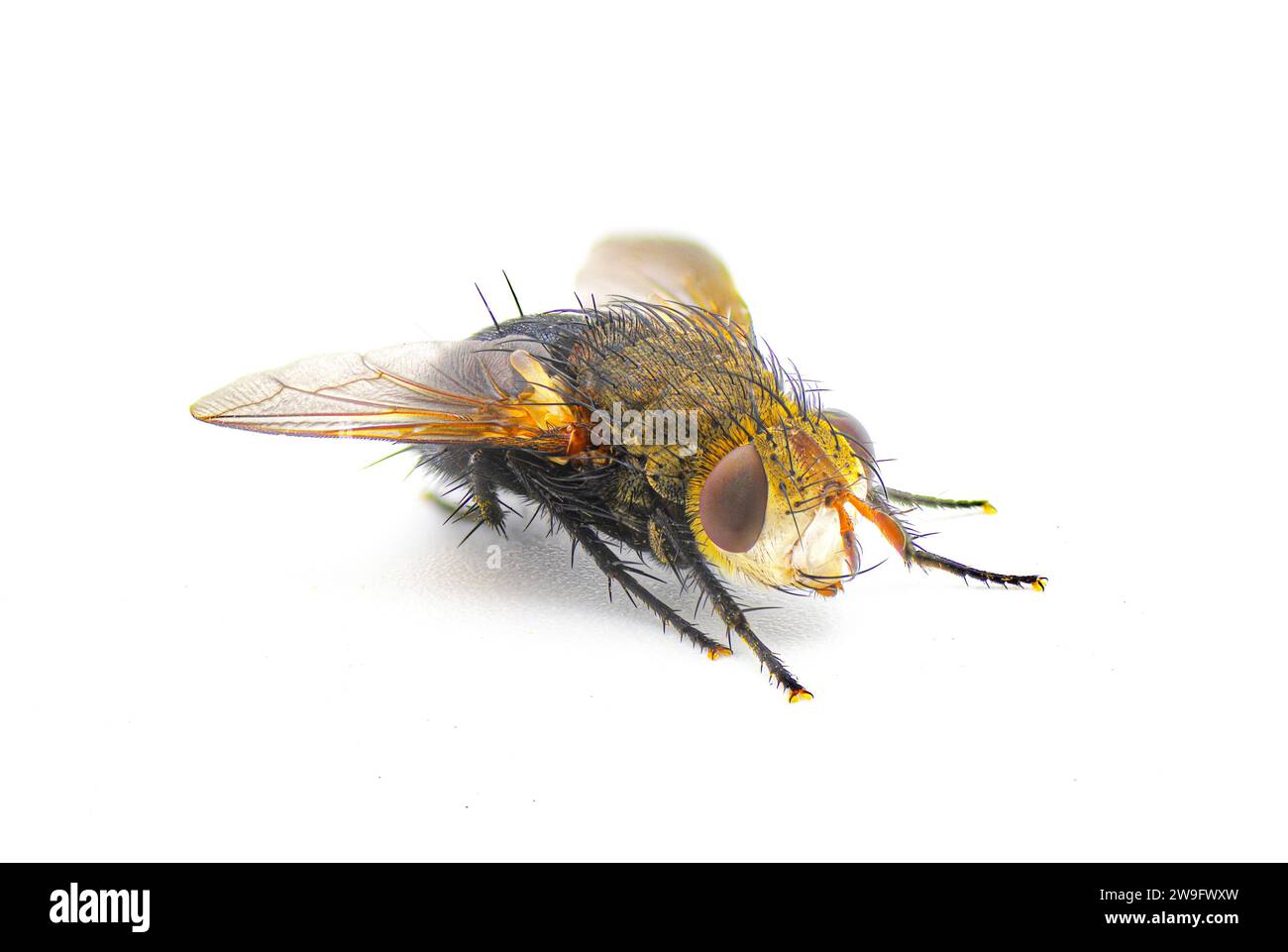 archytas apicifer - a medium to large sized tachinid fly native to ...