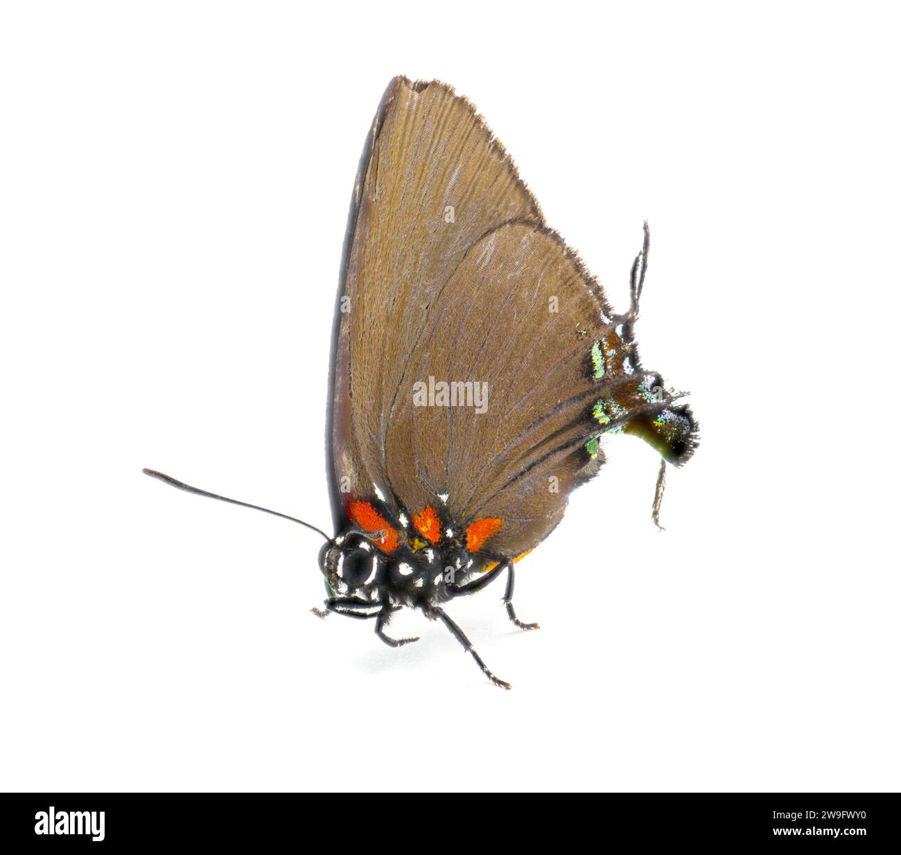 great purple hairstreak - Atlides halesus - or great blue hairstreak ...