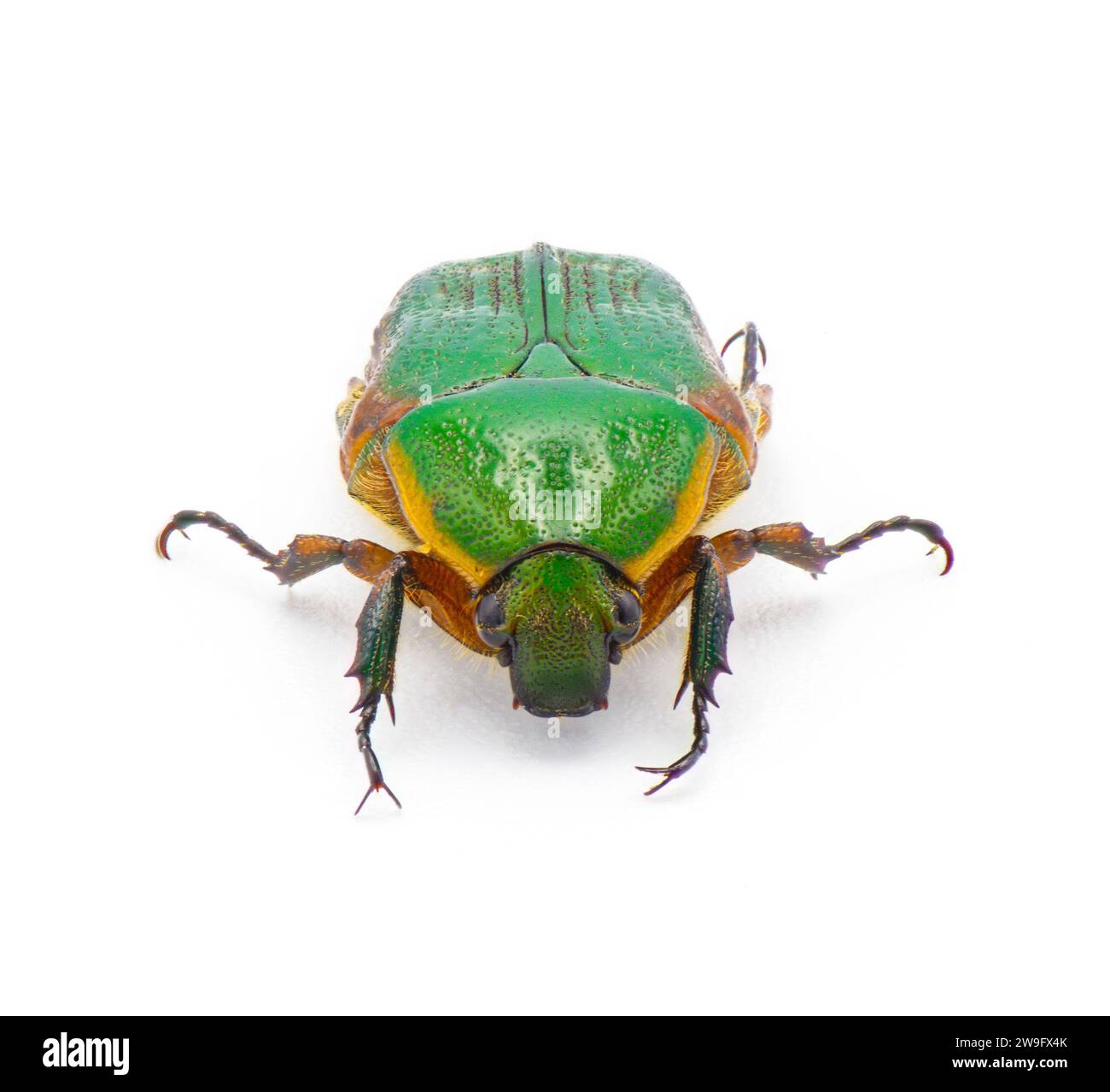 Green scarab beetle - Euphoria limbalis - extreme detail closeup ...