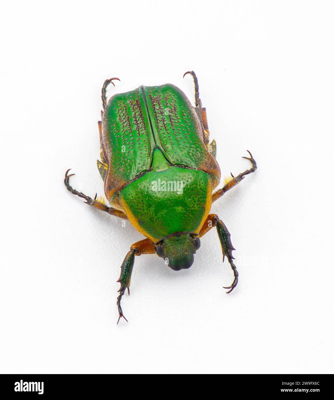 Green scarab beetle - Euphoria limbalis - extreme detail closeup ...