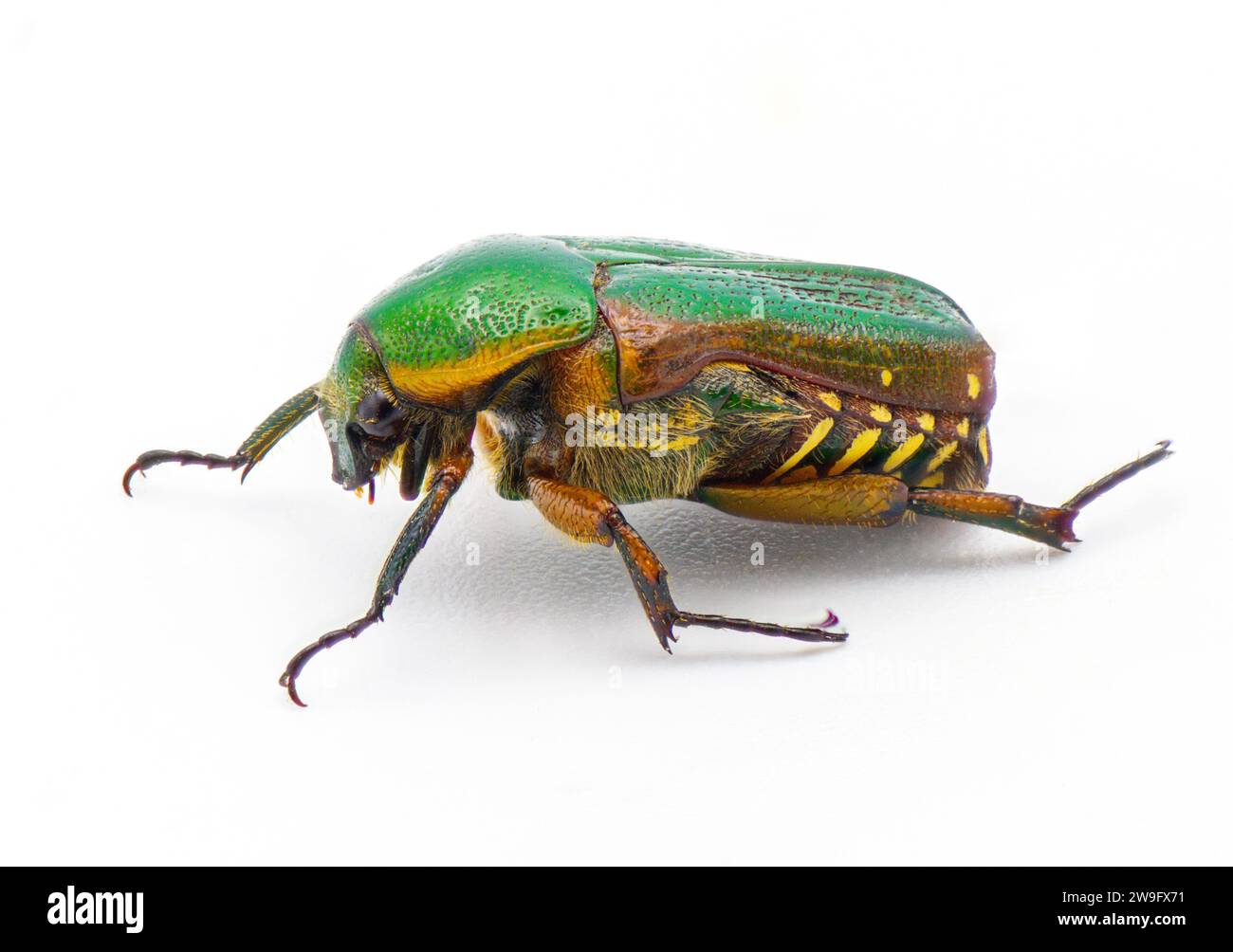 Green scarab beetle - Euphoria limbalis - extreme detail closeup ...