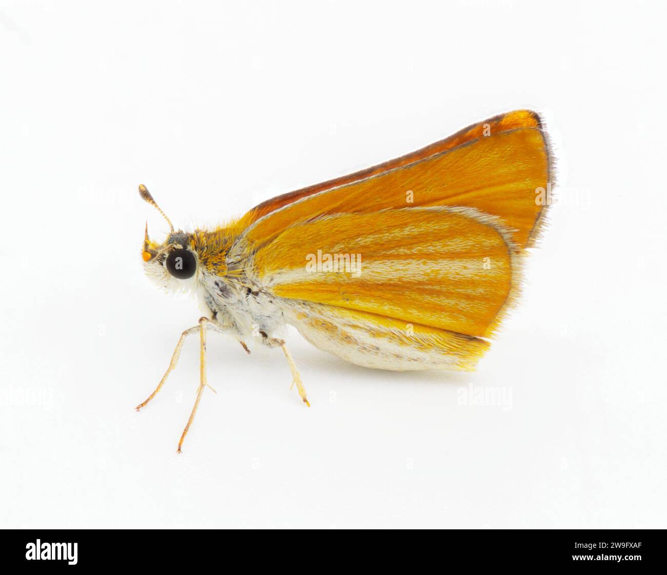 Southern skipperling Butterfly - Copaeodes minima - isolated on white ...