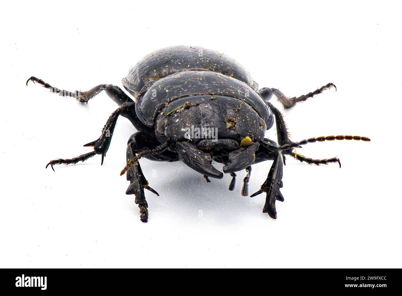 Moderately smooth warrior beetle - Pasimachus sublaevis - isolated on ...
