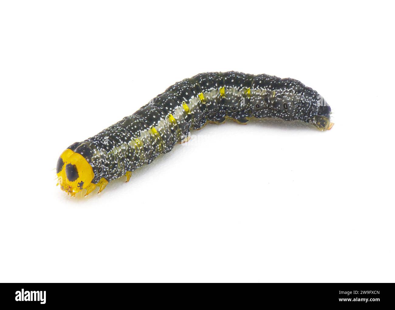 Large Necklace Moth - Hypsoropha monilis - yellow head with two large ...