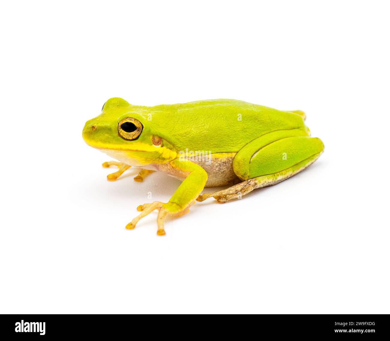Lime Green Wild Squirrel Treefrog Hyla Squirella Isolated On White Background Side Profile