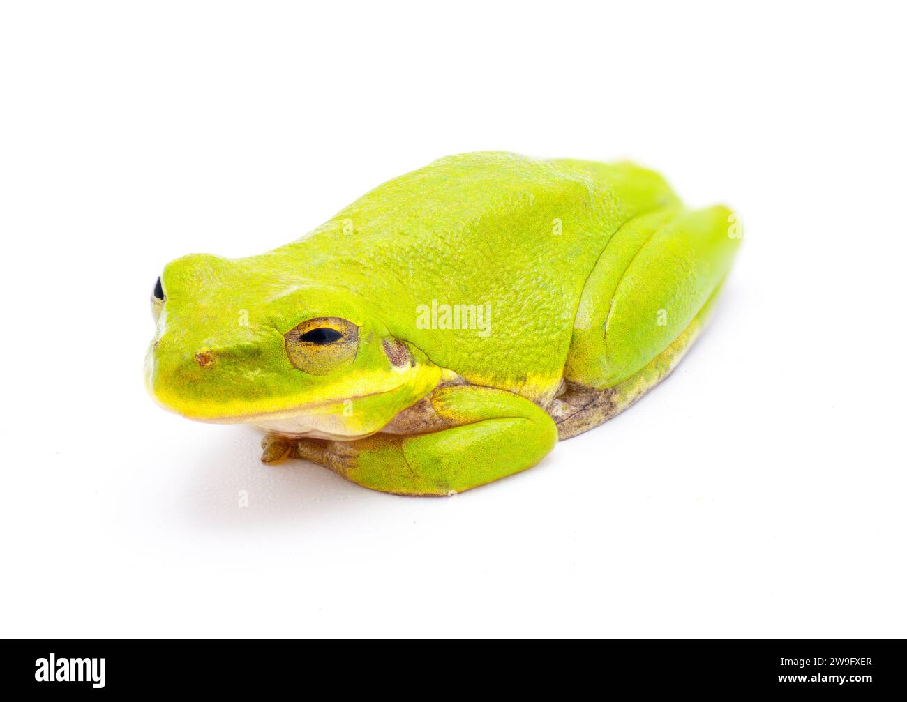 Lime Green Wild Squirrel Treefrog Hyla Squirella Isolated On White Background Front Side