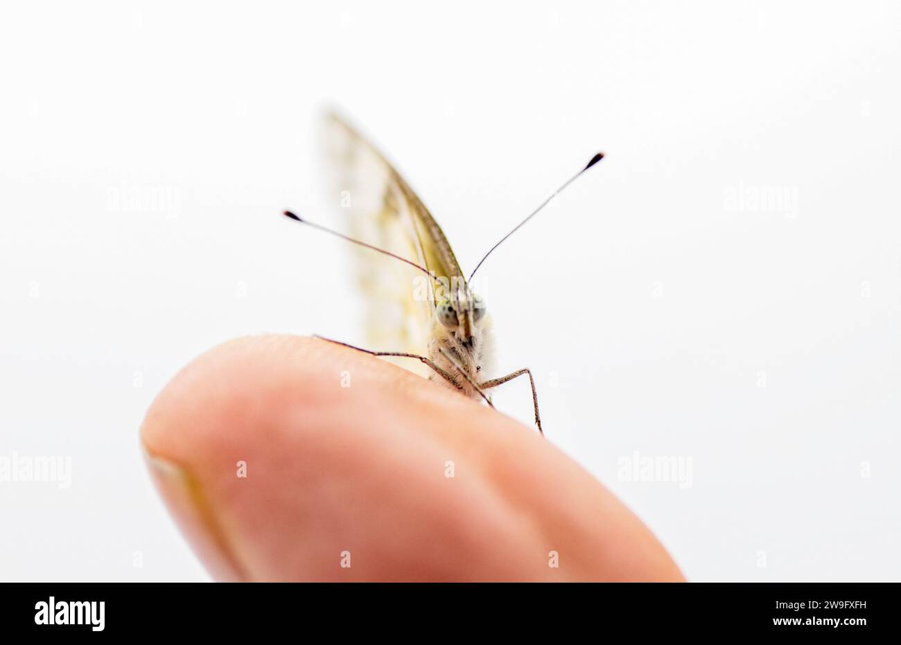 Female Checkered white butterfly - Pontia protodice - species of ...