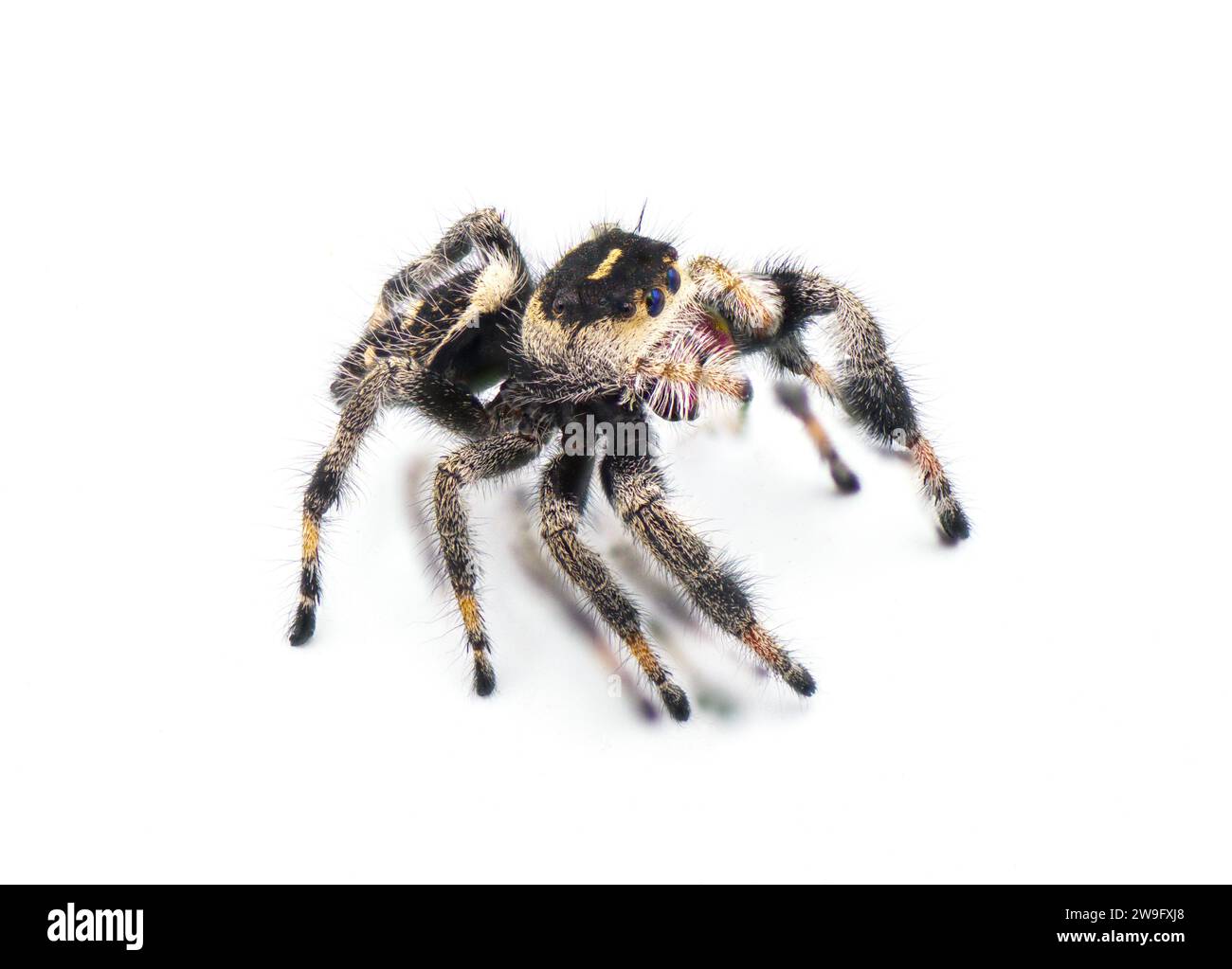 Regal jumping spider - Phidippus regius - isolated on white background ...