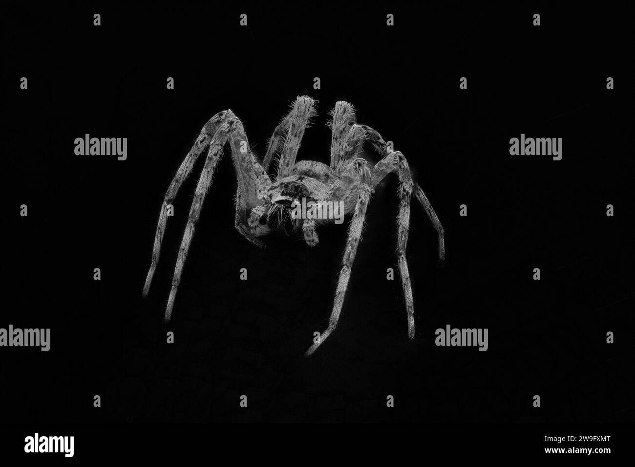 White Banded Fishing - Dolomedes albineus - front face view isolated on ...