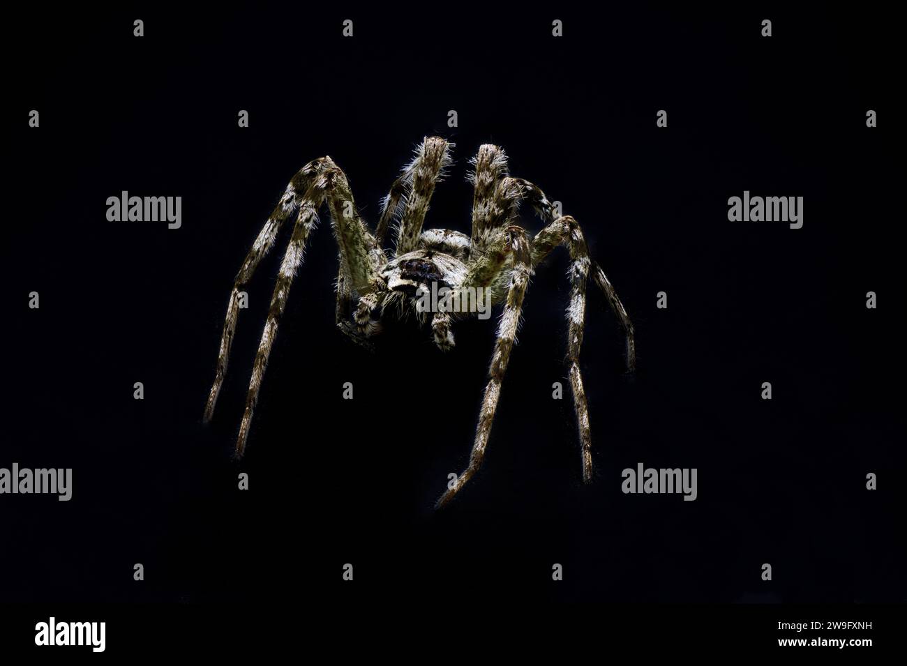 White Banded Fishing - Dolomedes albineus - front face view isolated on ...