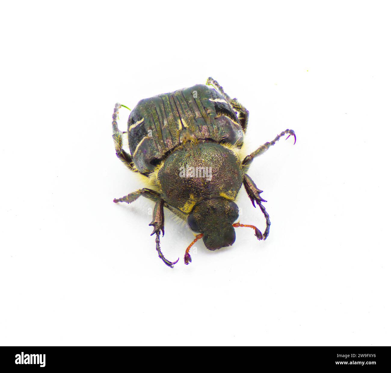 Bee like insect flower Cut Out Stock Images & Pictures - Alamy