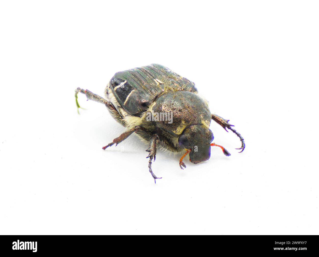 bumblebee like mimic Flower Scarab Beetle - Trichiotinus piger - aka ...