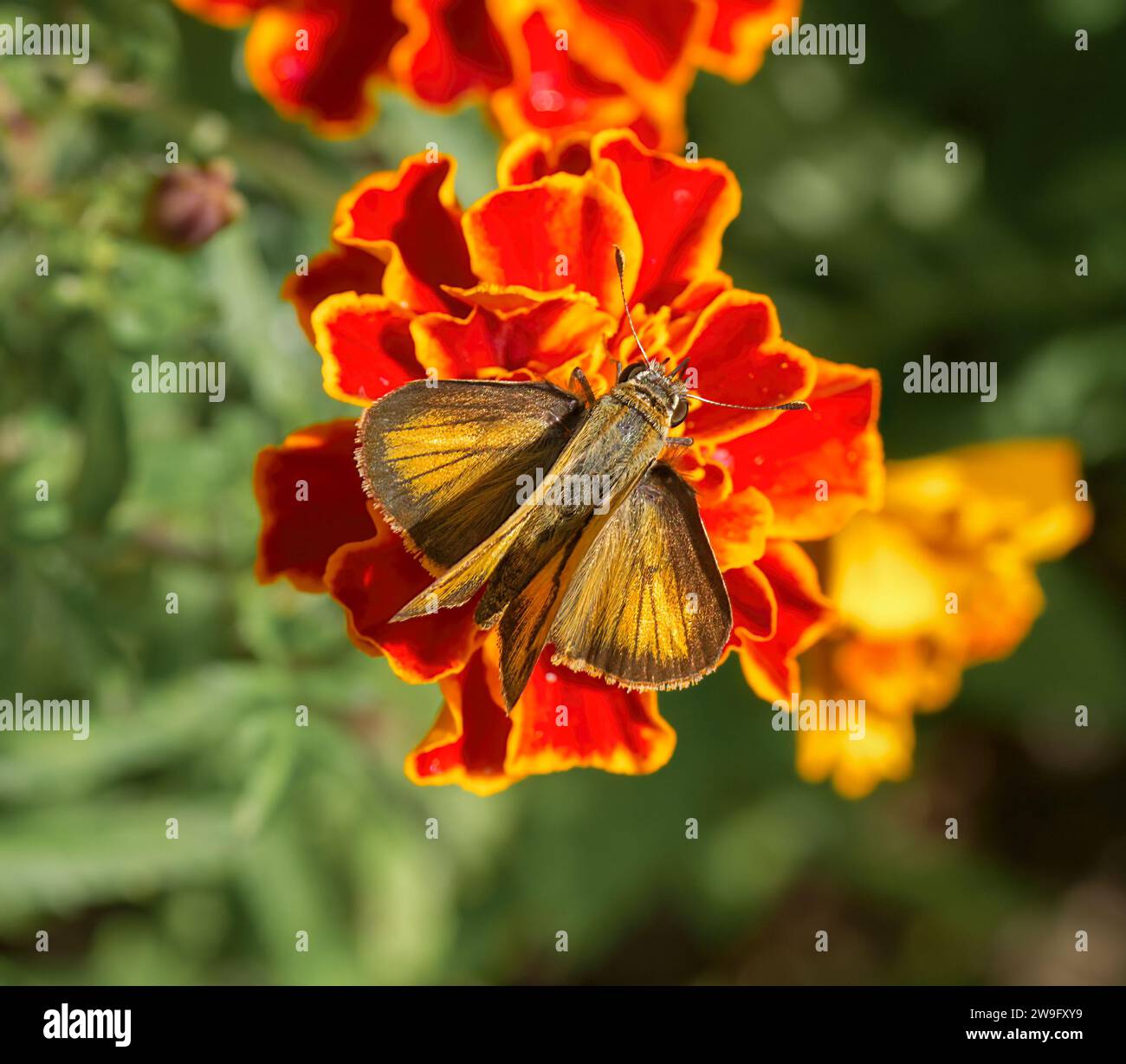 Male Whirlabout grass Skipper - Polites vibex - dorsal view showing ...