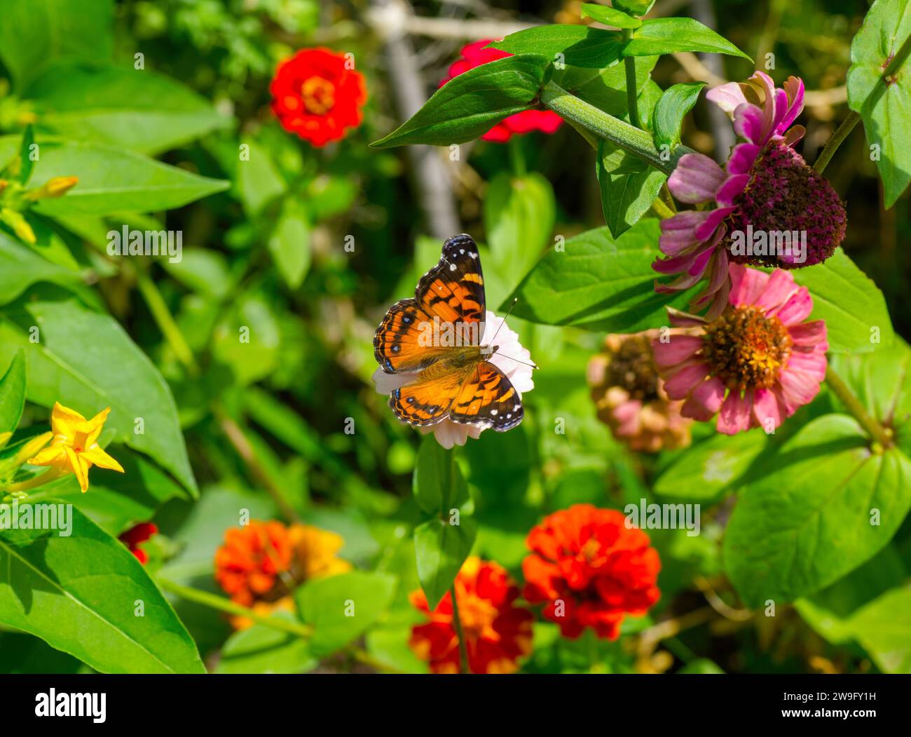 American Lady butterfly - Vanessa virginiensis - spread wings in the ...