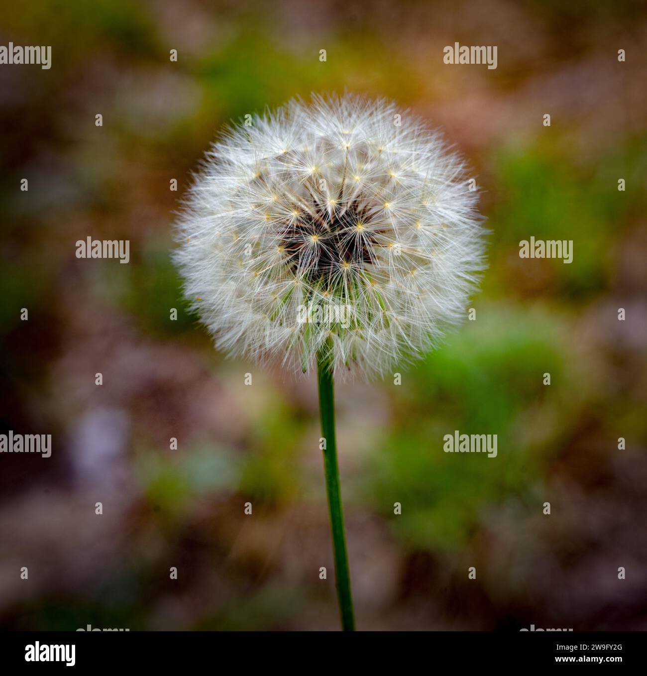 Common dandelion - Taraxacum officinale - close up of white fuzzy ...
