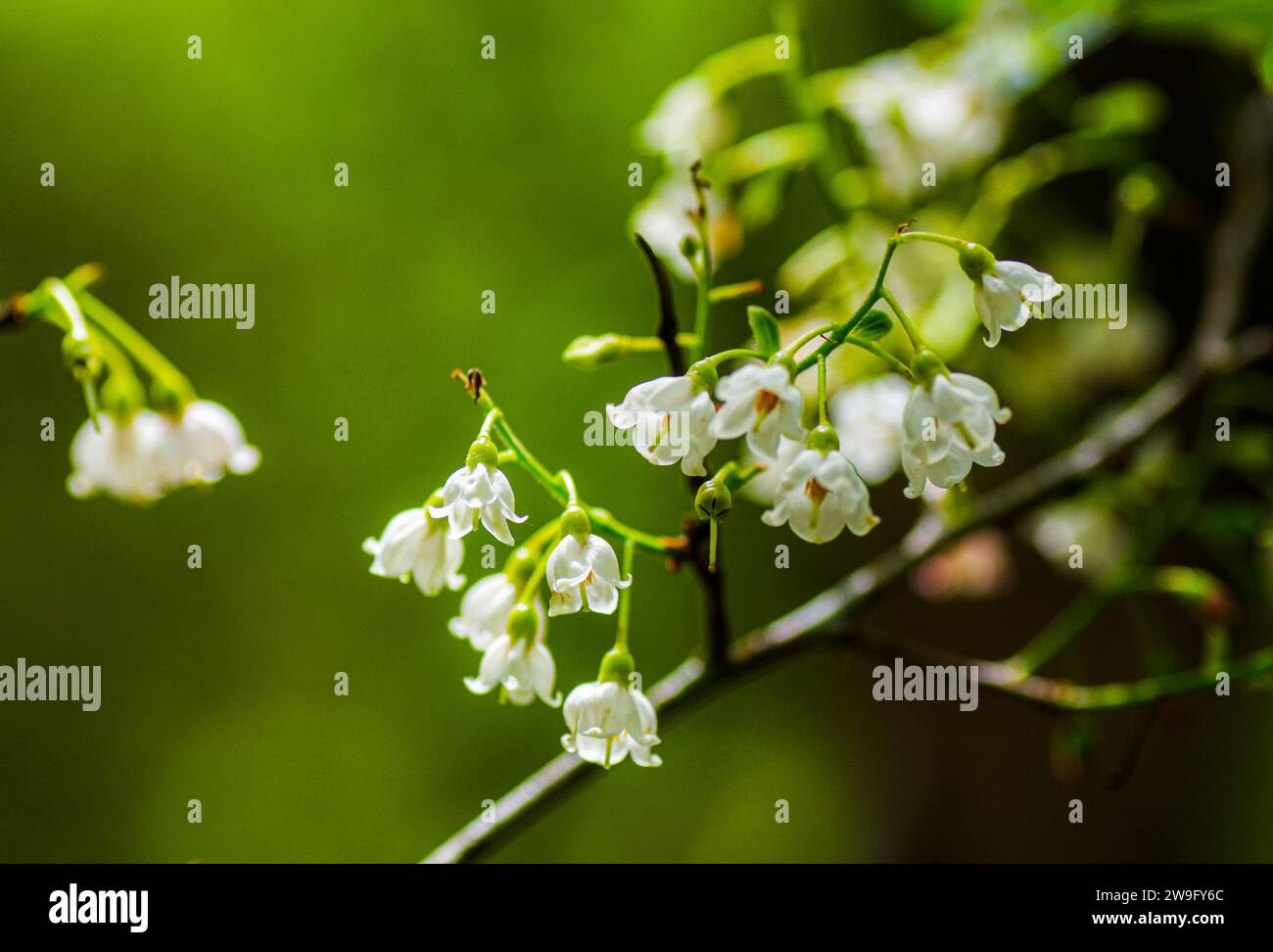 Evergreen huckleberry flower hi-res stock photography and images - Alamy