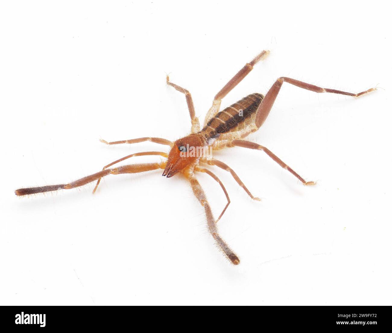 Solpugid hi-res stock photography and images - Alamy