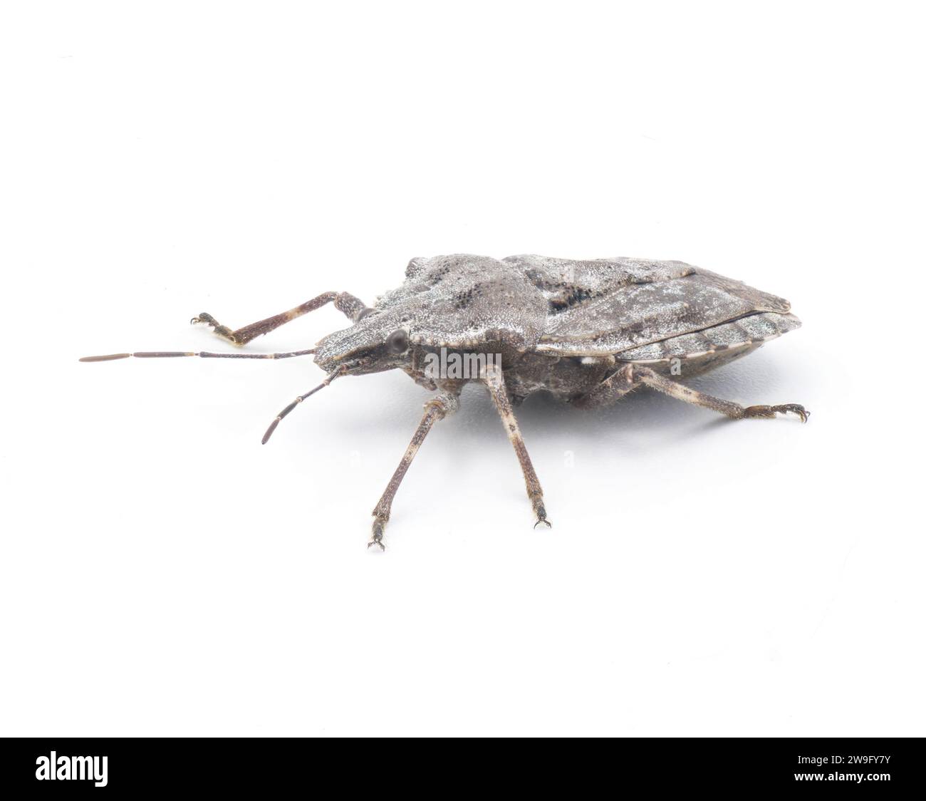 Serious garden pest Cut Out Stock Images & Pictures - Alamy