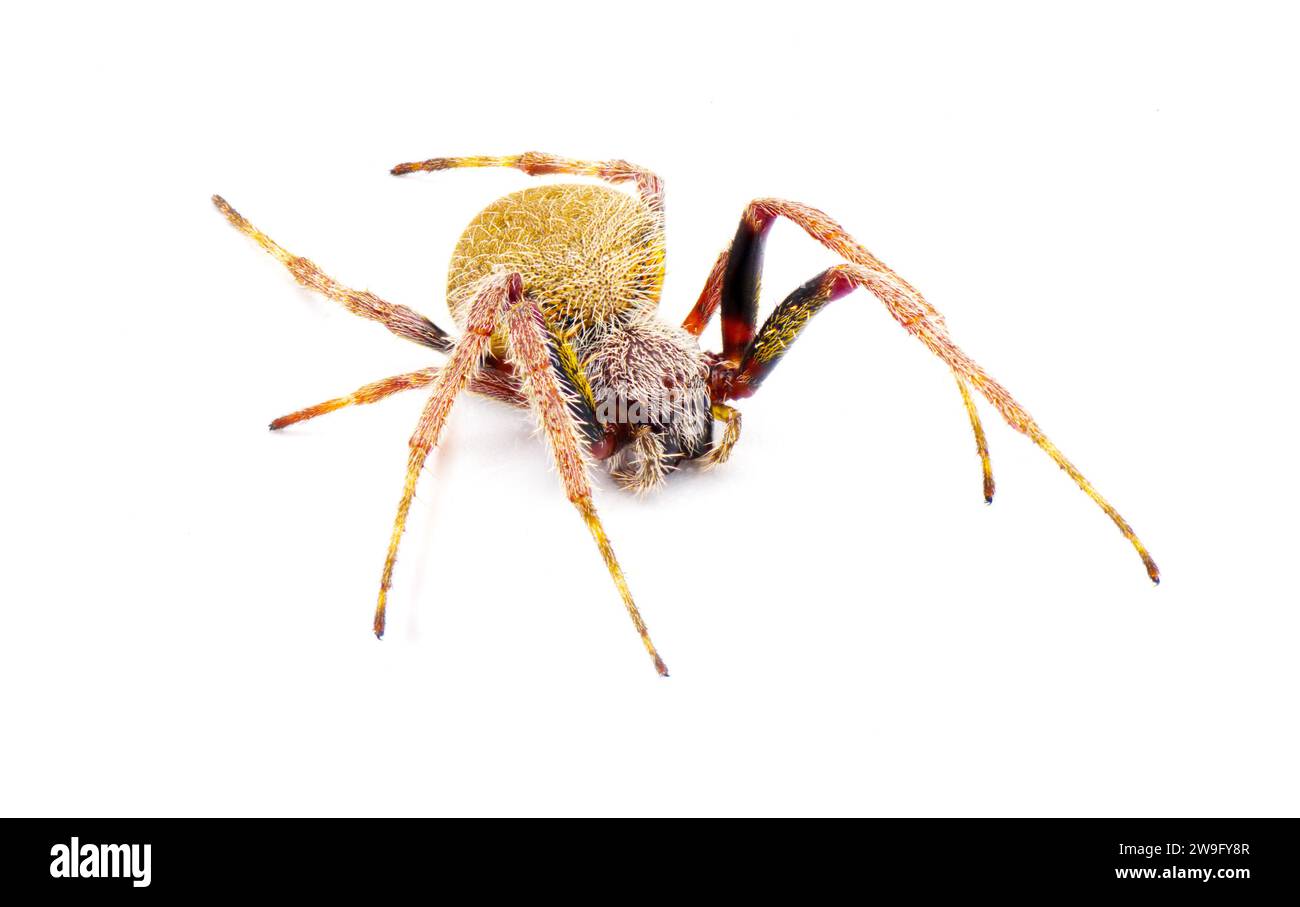 Side view arthropoda hi-res stock photography and images - Alamy