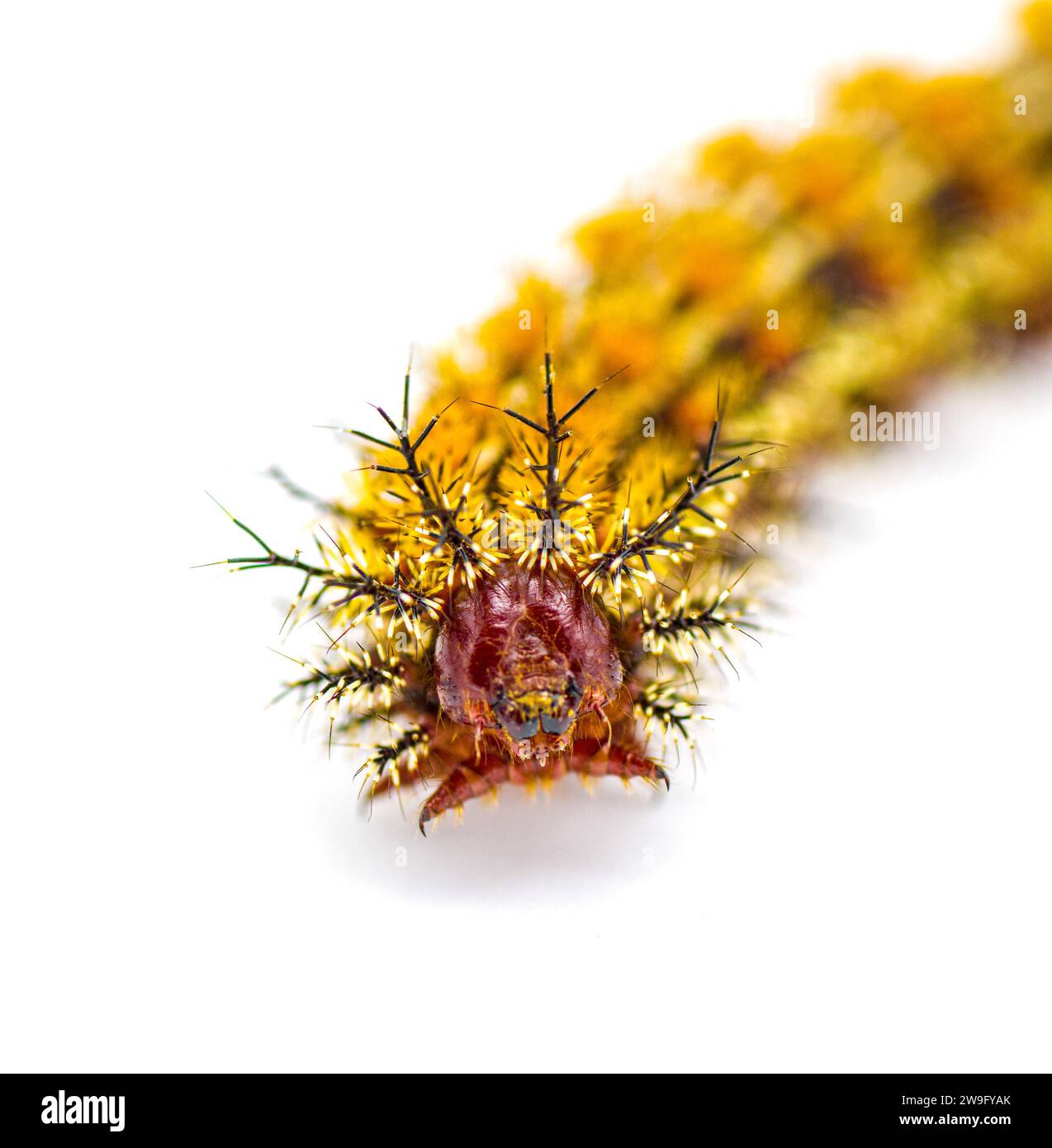 Buck moth caterpillar hi-res stock photography and images - Alamy