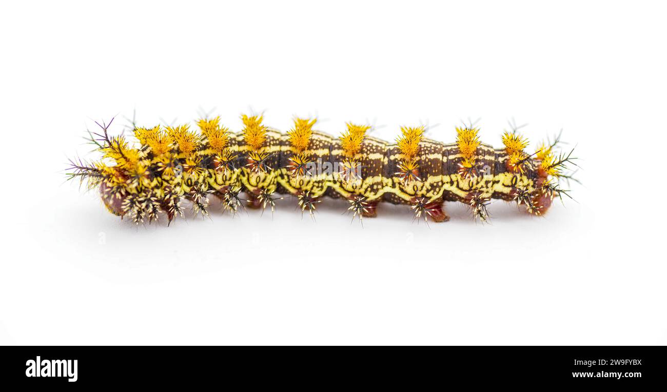 buck moth caterpillar- Hemileuca maia - Saturniidae, the giant silkworm ...
