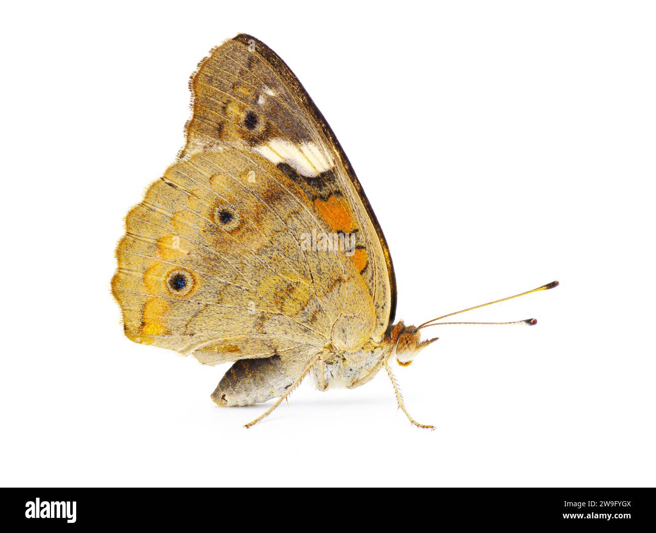Common buckeye butterfly - Junonia coenia - side profile view isolated ...