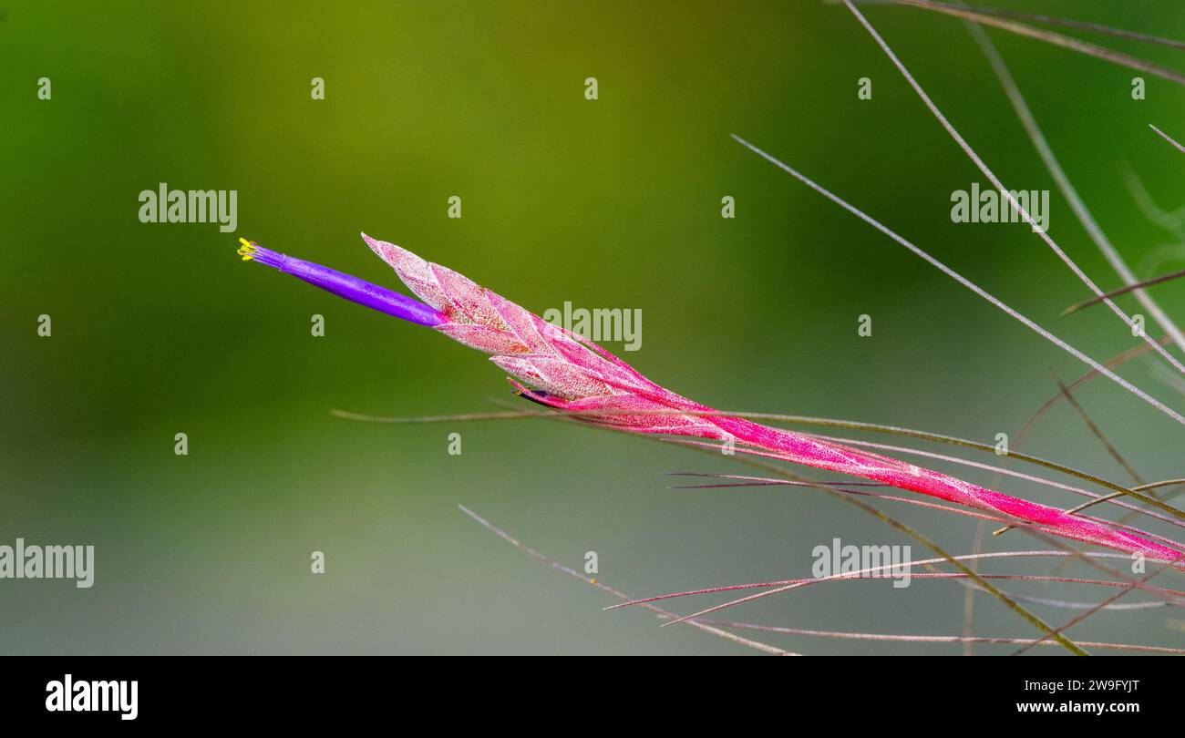 wild Tillandsia air plant flower, bloom close up. purple tubular shape ...