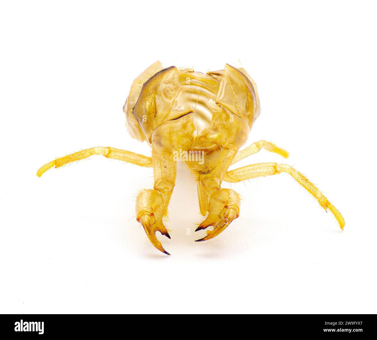 Cicada shell, ecdysis, moult, molt, exoskeleton, shed, exuviate, slough ...