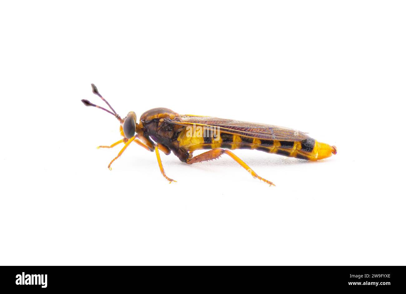 Phyllomydas parvulus is a species of mydas fly in the family Mydidae ...