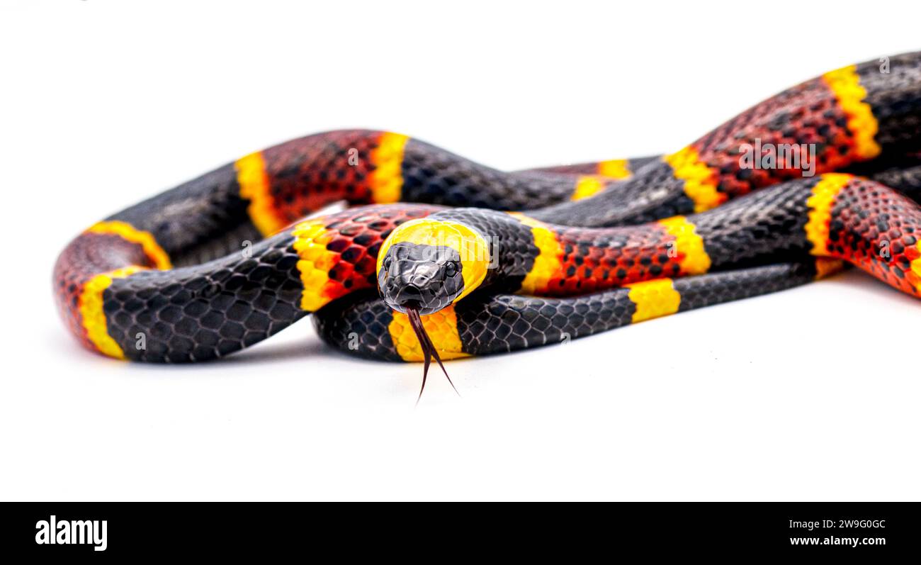 Venomous Eastern coral snake - Micrurus fulvius - close up macro of ...