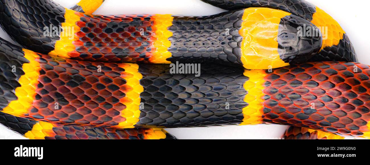 Venomous Eastern coral snake - Micrurus fulvius - wallpaper macro of ...