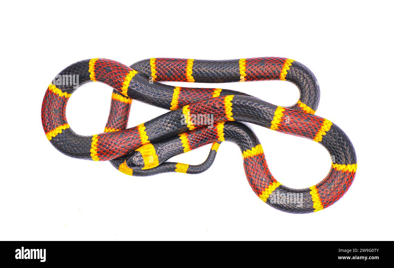 Venomous Eastern coral snake - Micrurus fulvius - close up macro of ...