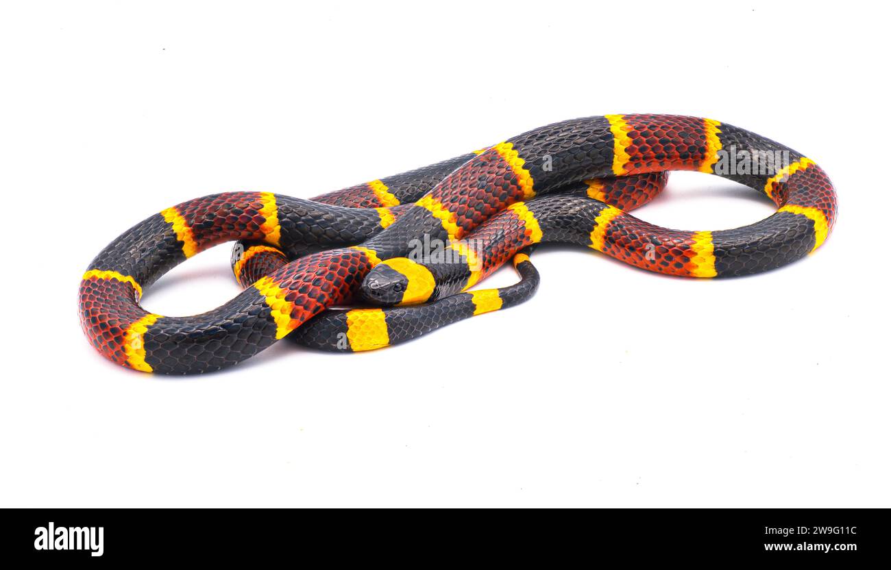 Venomous Eastern coral snake - Micrurus fulvius - close up macro of ...